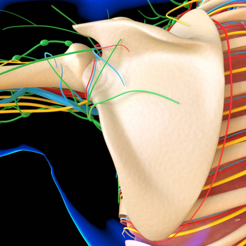 Nerve Block For Shoulder Surgery Colorado Anesthesia